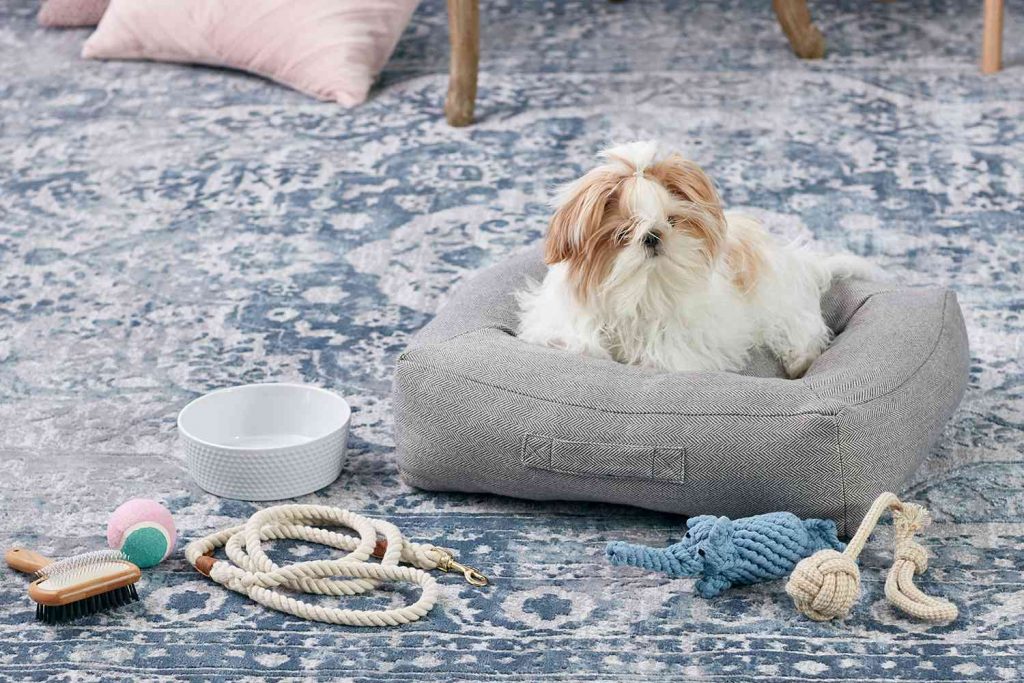 Accesorios para perros que todo dueño de mascotas debe tener